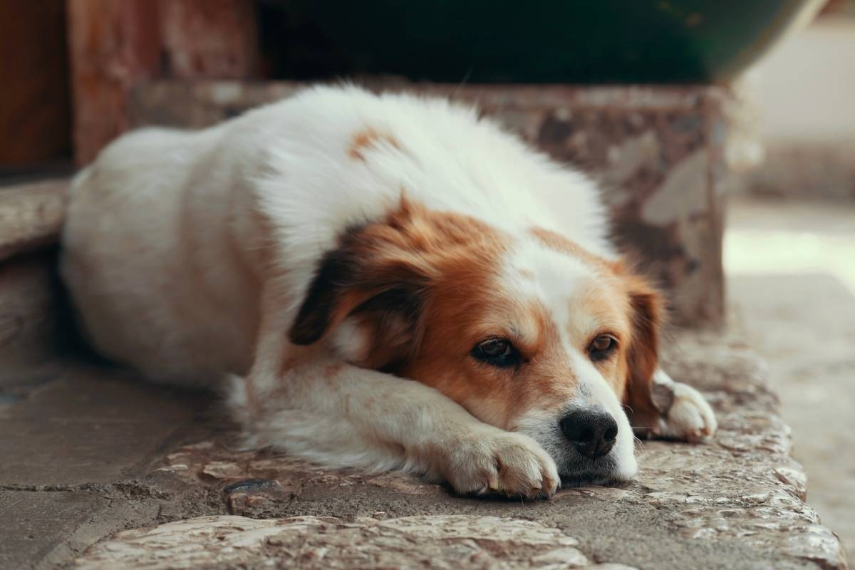 Pet Lethargy Causes & Warning Signs | Vet Guide